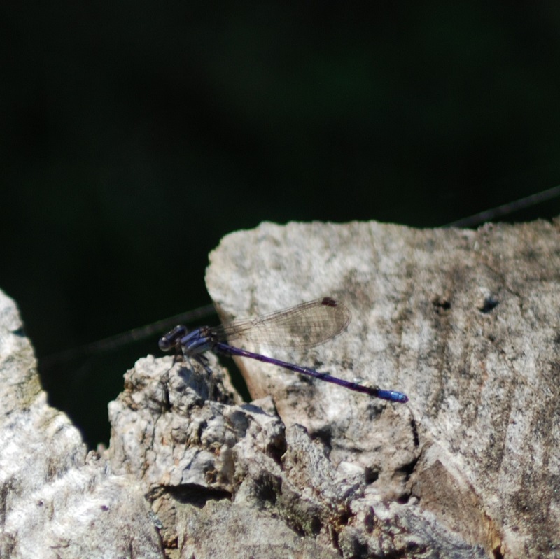 Violet Dancer - Aimless Pilgrimage Violet Dancer Damselfly